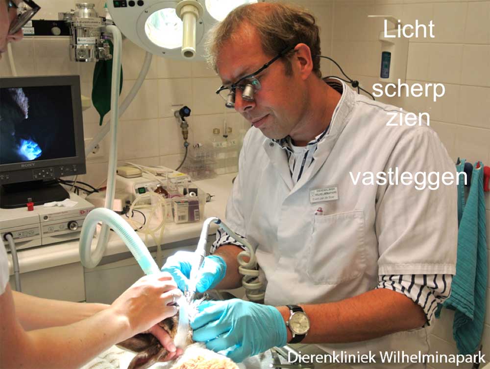 Haken op de kiezen bij konijnen